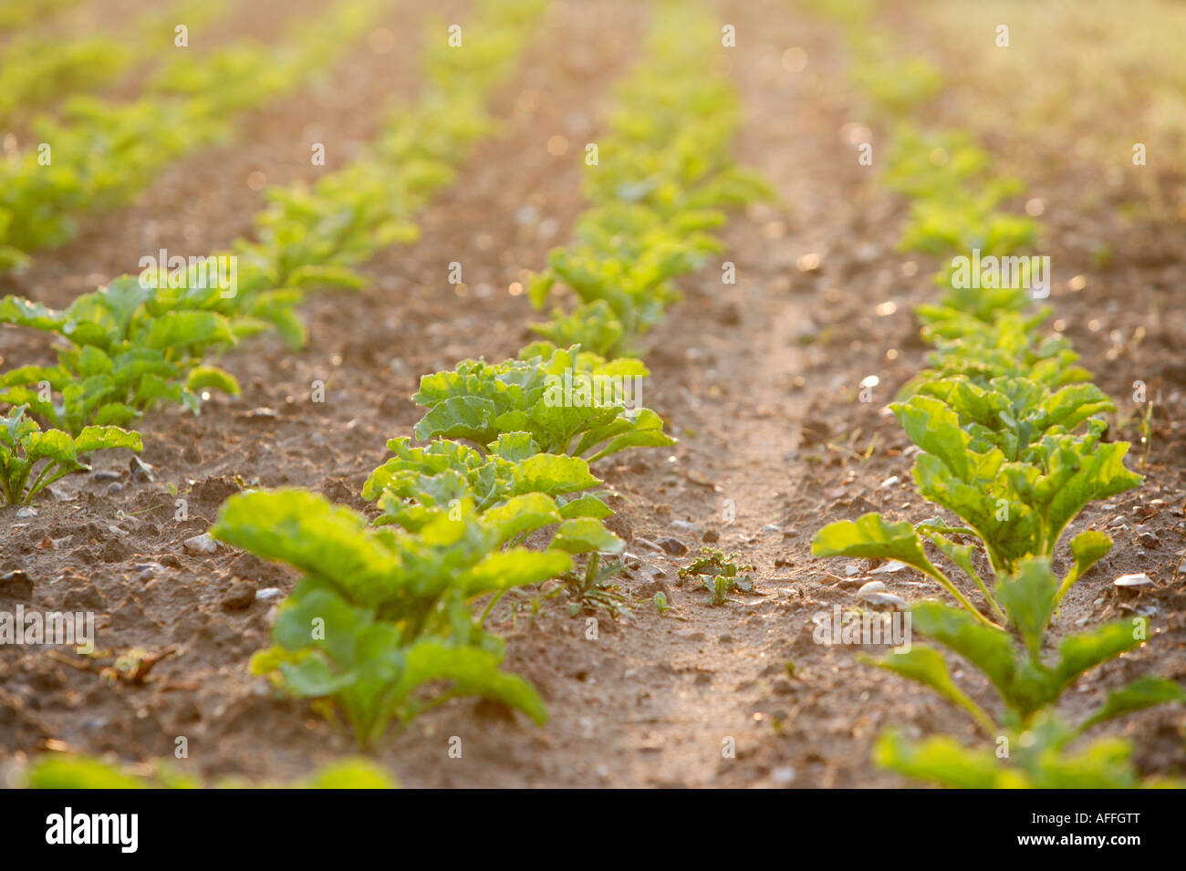 Sugar Beet Seedlings Stock Photo - Alamy