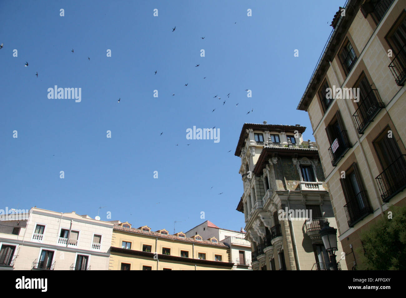 Swifts Apodiformes in flight over a Spanish plaza Stock Photo - Alamy