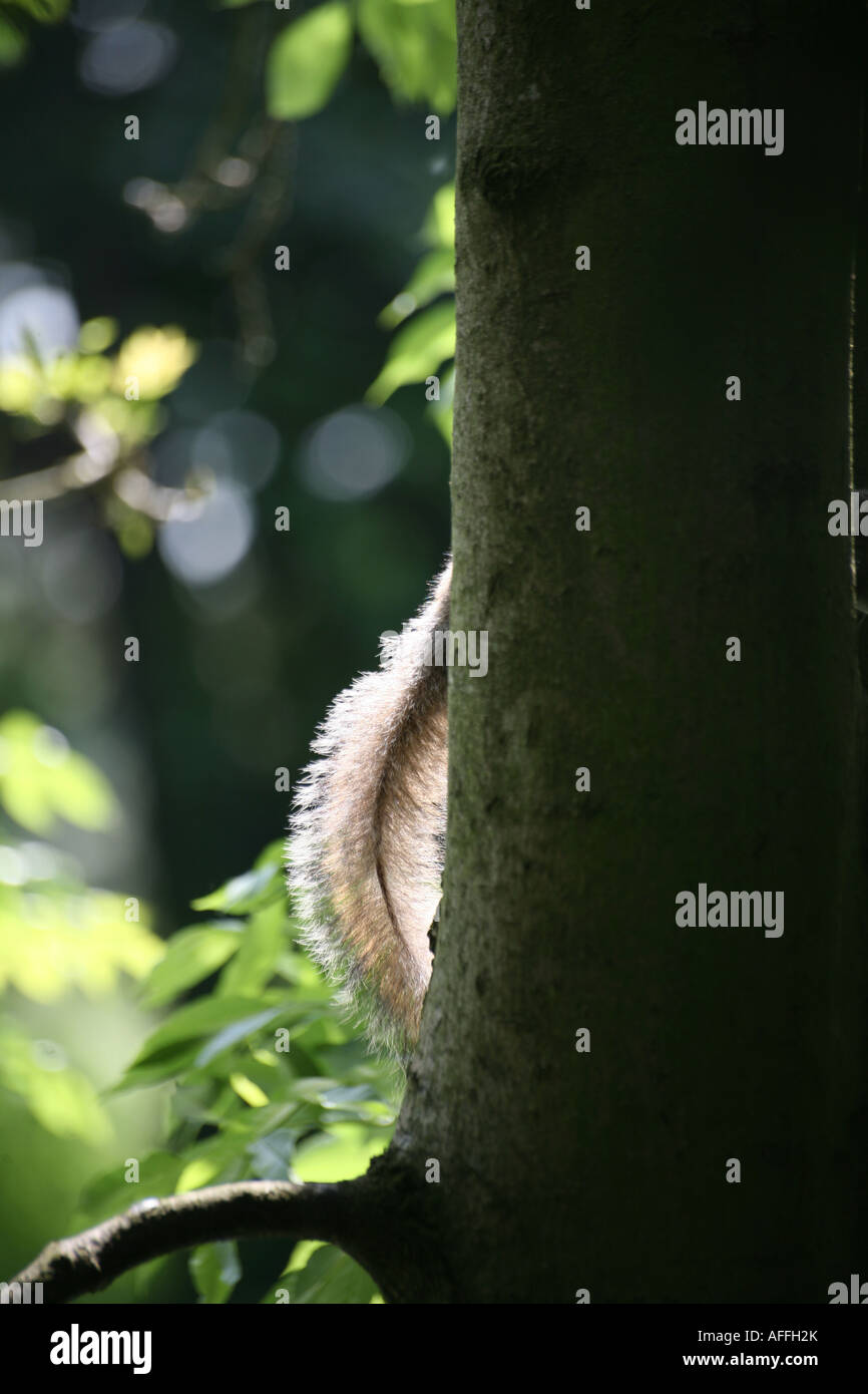 Grey Squirrels tail backlit Stock Photo - Alamy