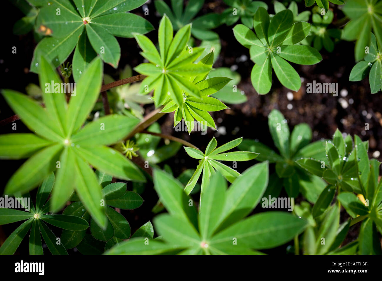 Lupin leaves hi-res stock photography and images - Alamy