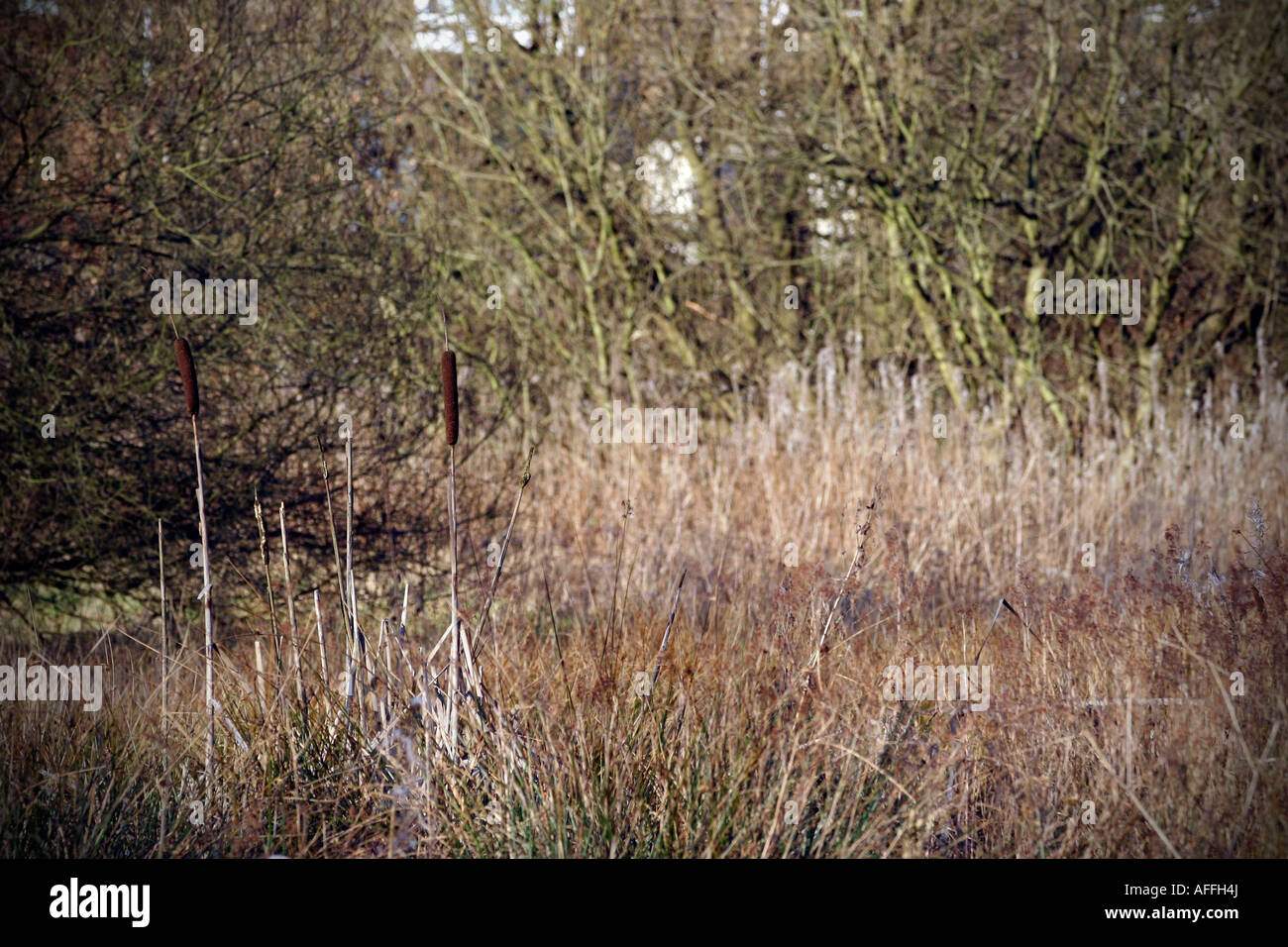 Bull rushes in marshland Stock Photo - Alamy