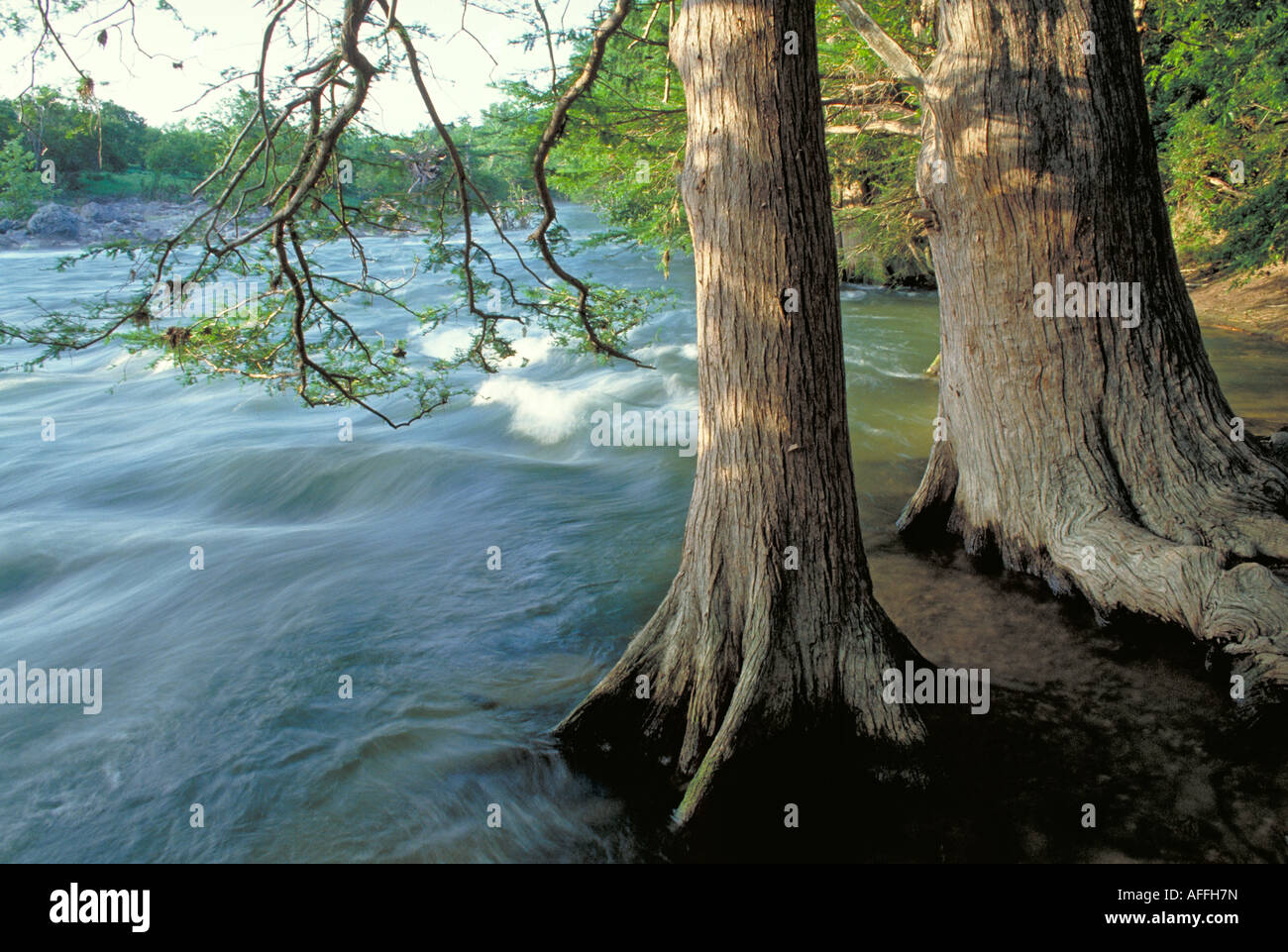 Hill country texas river tree hi-res stock photography and images - Alamy
