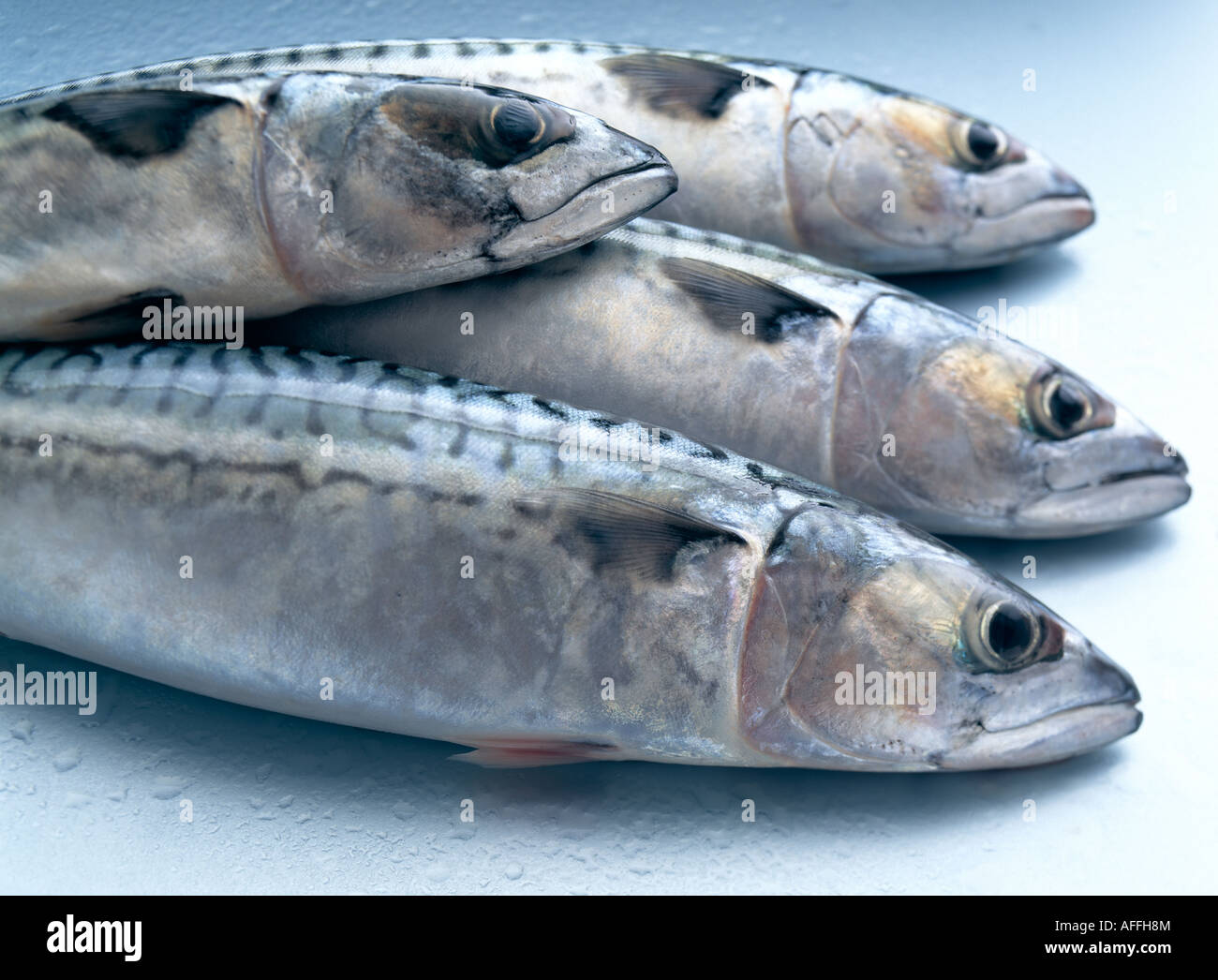Fresh mackerel on a blue background Stock Photo - Alamy