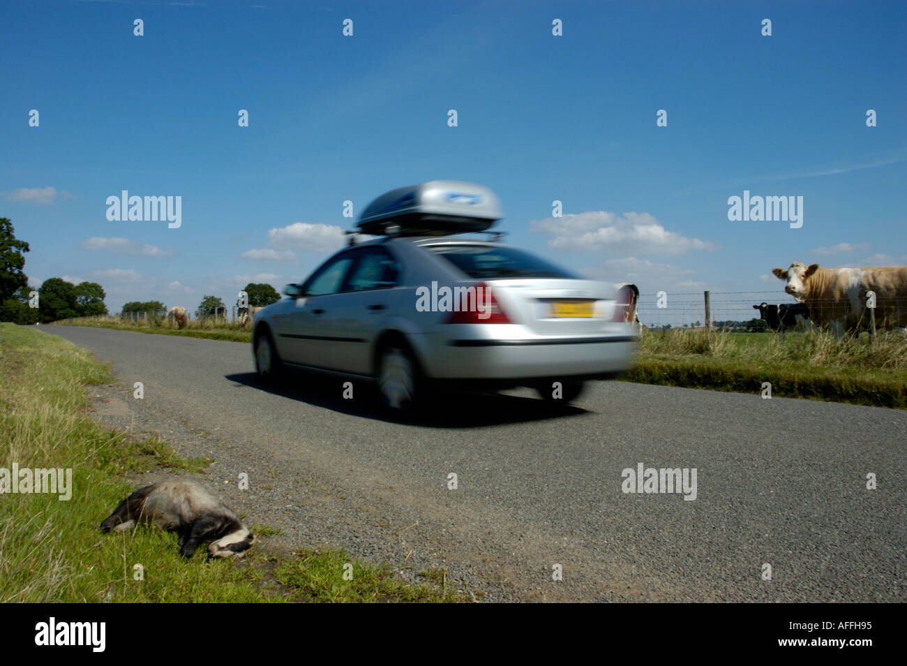 Dead cow road hi-res stock photography and images - Alamy