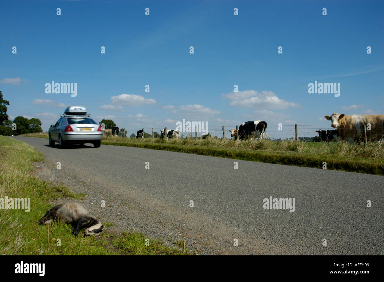 Cattle kill hi-res stock photography and images - Alamy