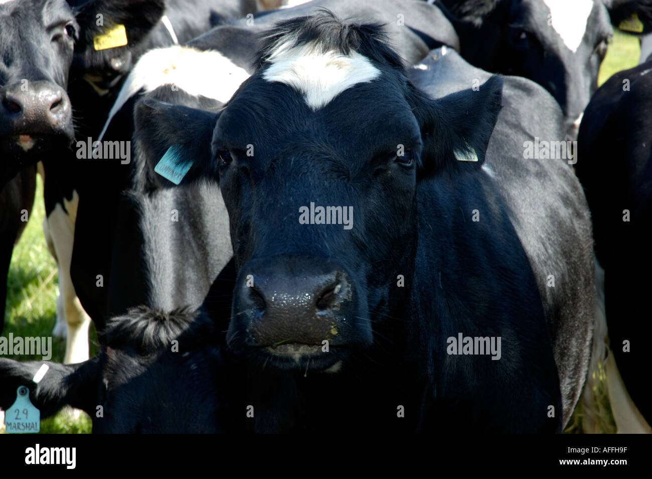 Fresian cow hi-res stock photography and images - Alamy