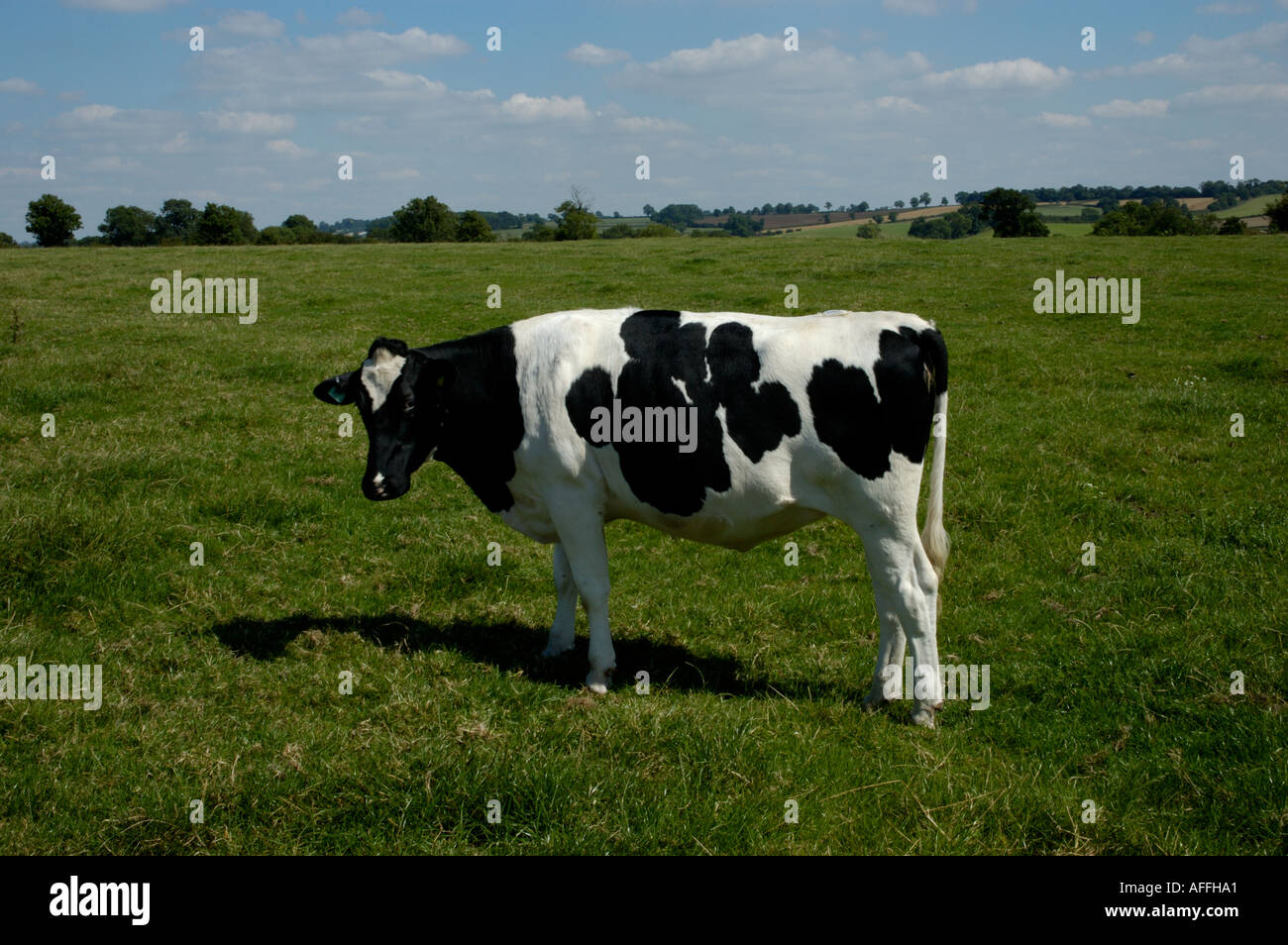Cow cud hi-res stock photography and images - Alamy