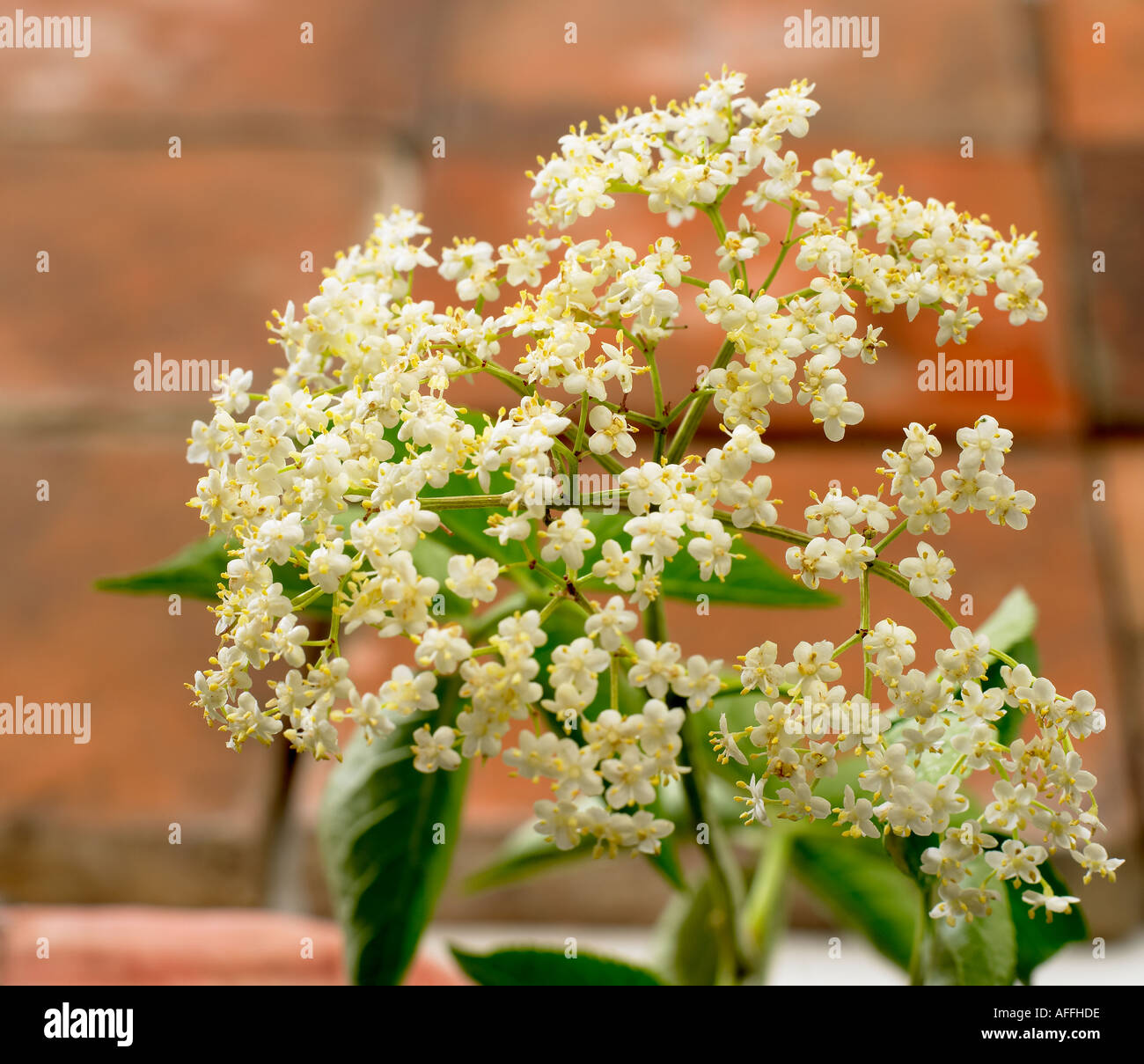 Elder tree twigs hi-res stock photography and images - Alamy