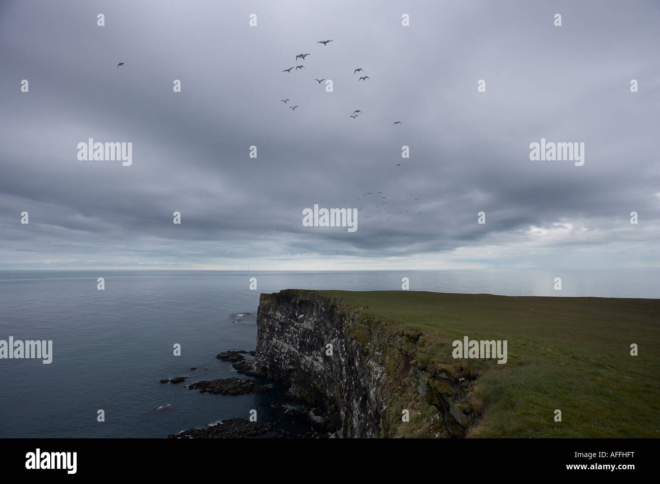 Birds at the cliffs in Latrabjarg west part of Iceland Stock Photo - Alamy