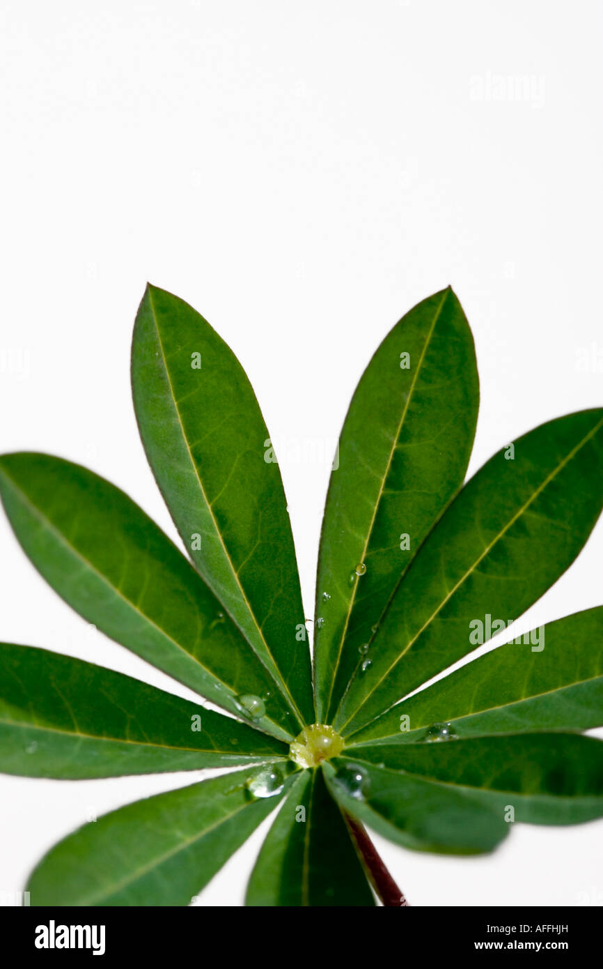 Lupin leaves hi-res stock photography and images - Alamy