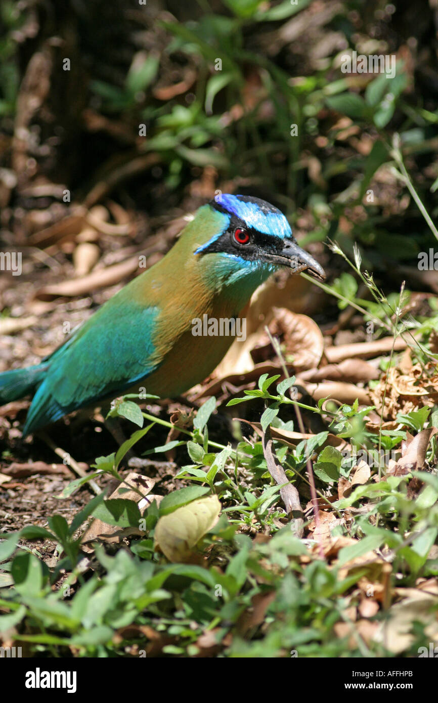 Insecteater hi-res stock photography and images - Alamy