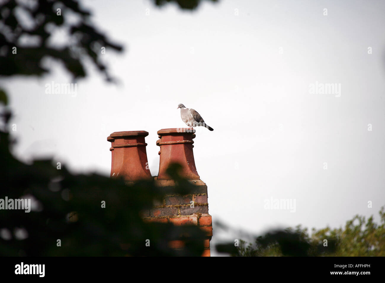 Pigeon on Chimney Pot 003 Stock Photo - Alamy