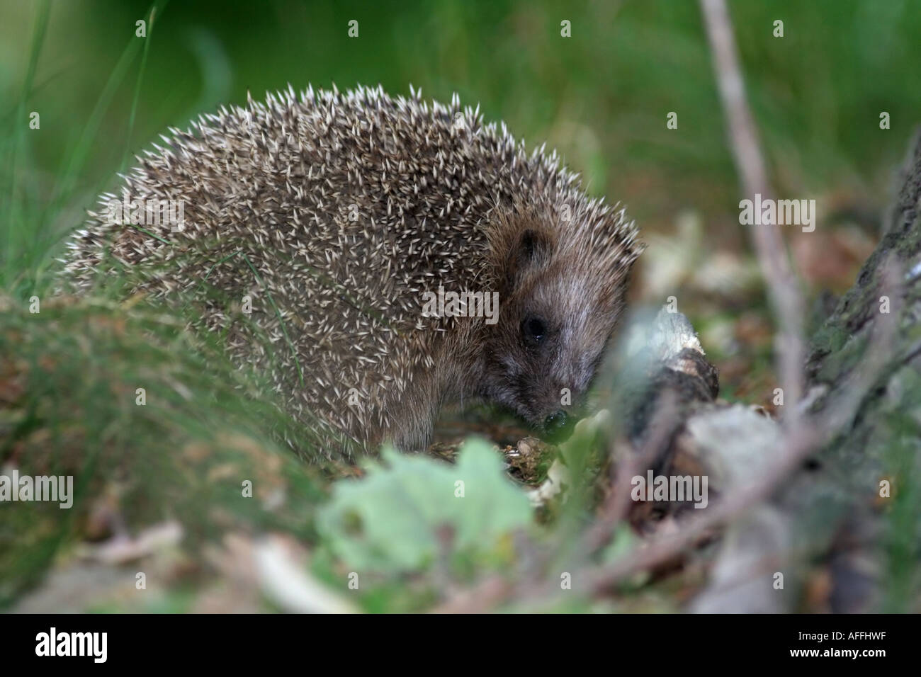 Hedgehog eating insects hi-res stock photography and images - Alamy