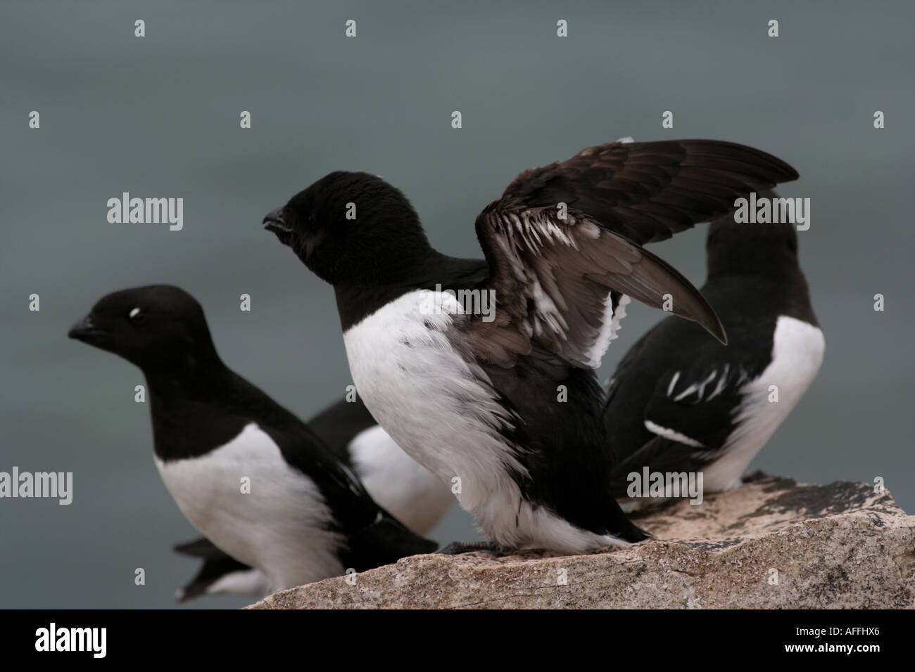 The smallest, but one of the most numerous seabirds in the arctic ...