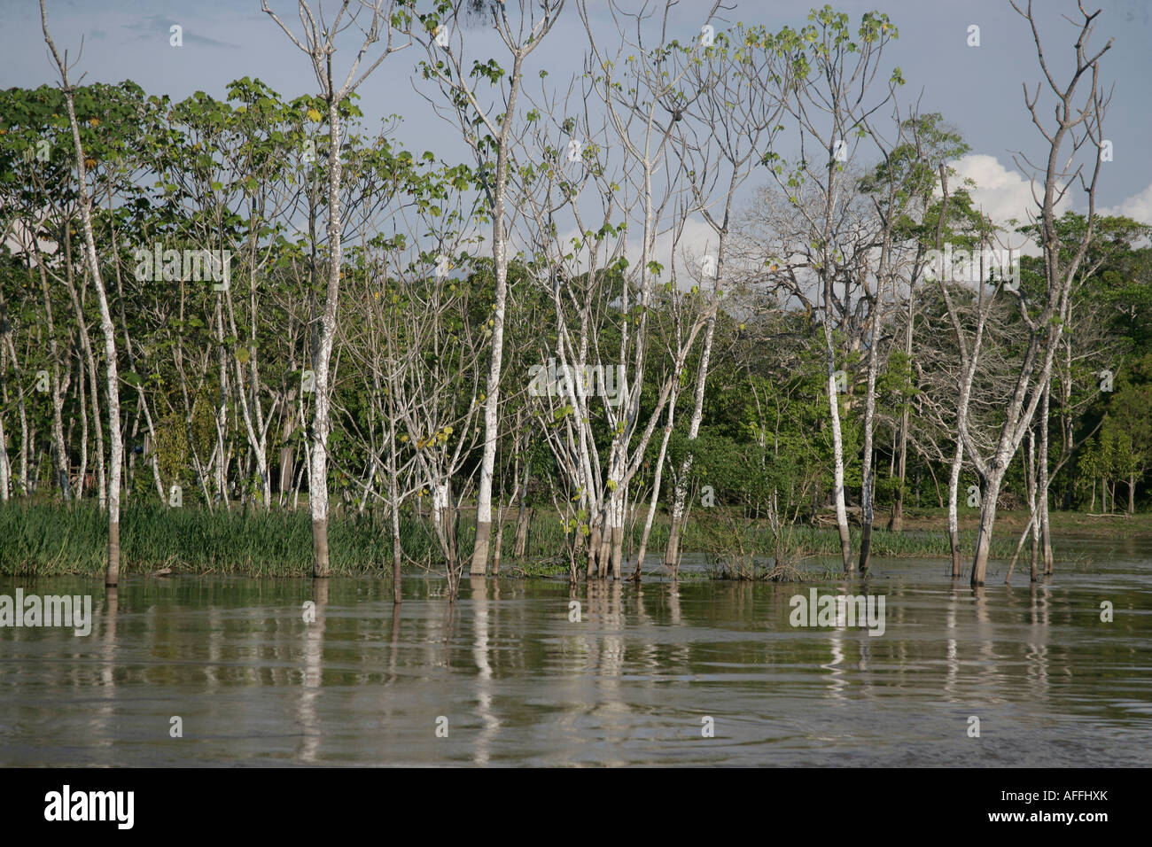 River Amazon Brazil Stock Photo - Alamy