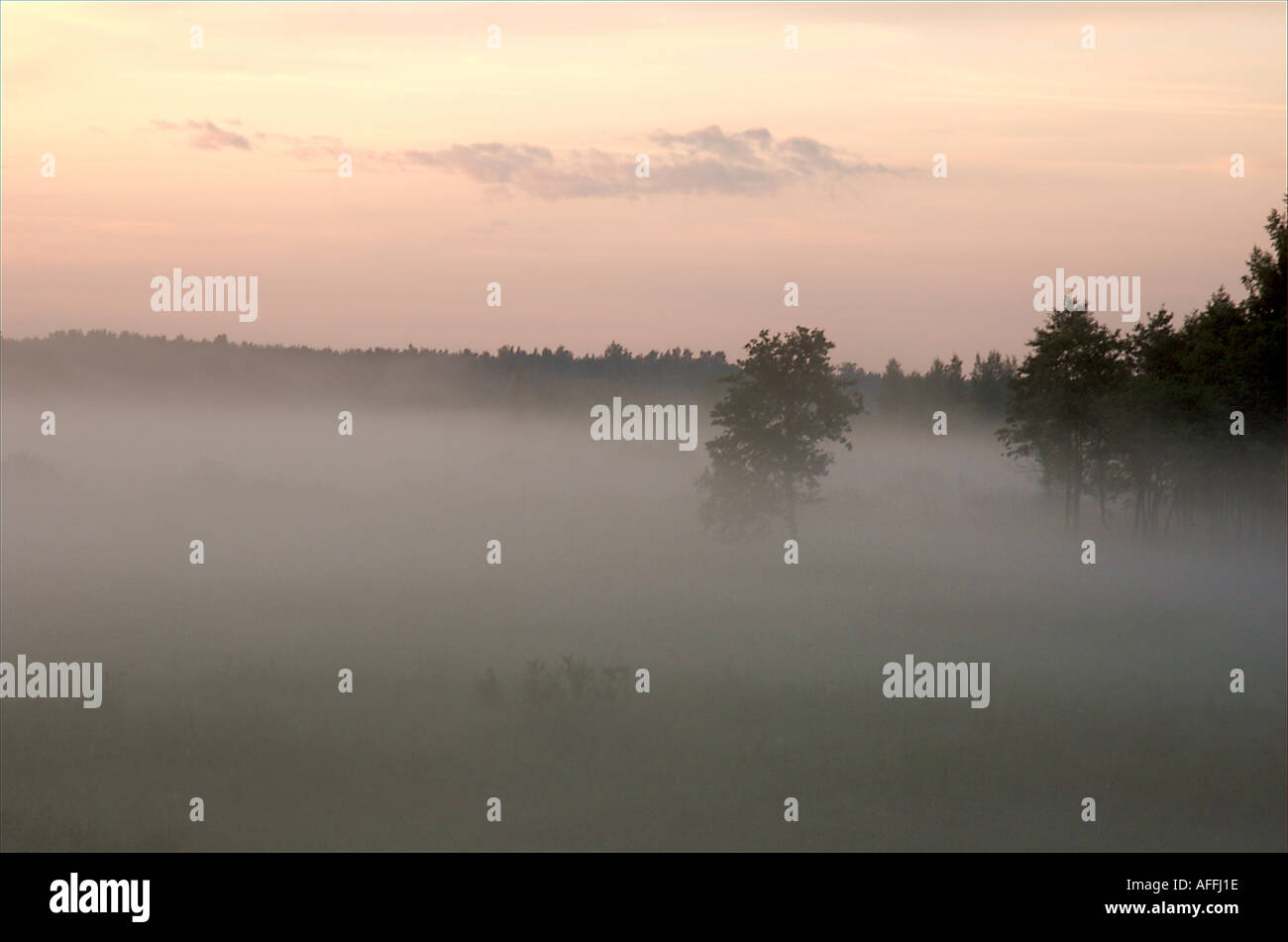 trees in a foggy landscape Stock Photo - Alamy
