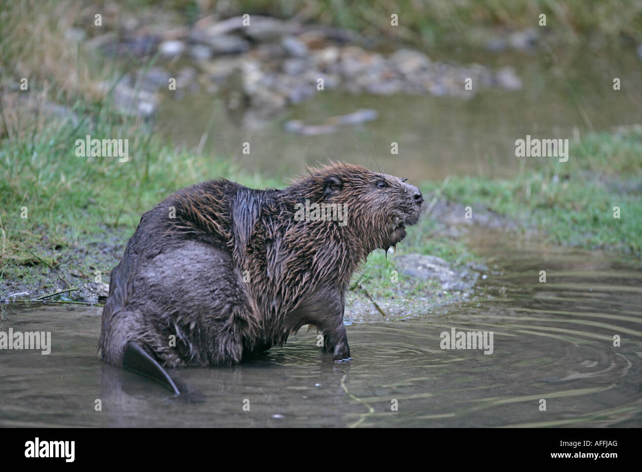 EUROPEAN BEAVER Castor fiber Germany Stock Photo - Alamy
