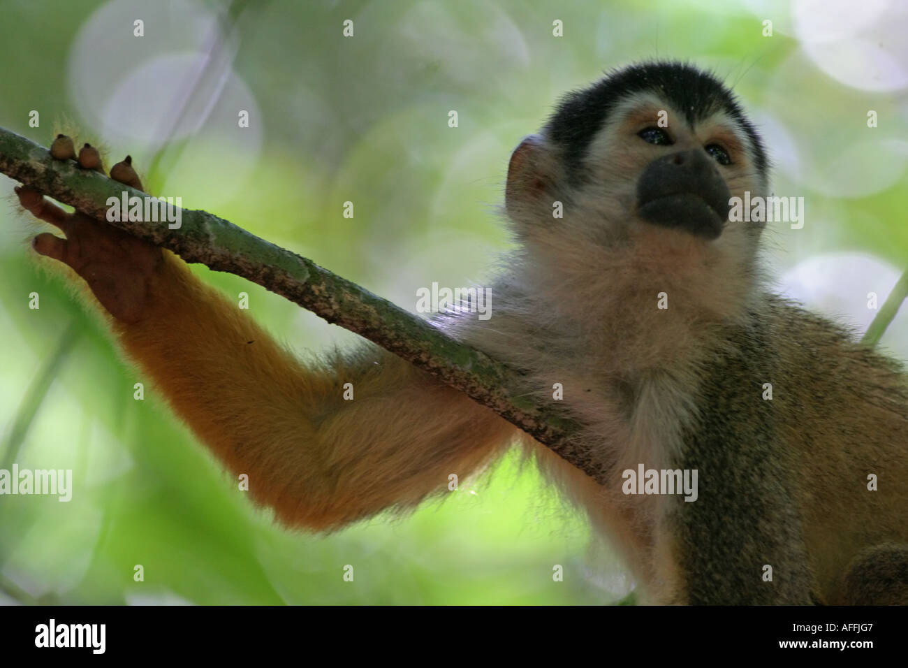 One of the rarest animals. Its distribution is restricted to the Osa ...