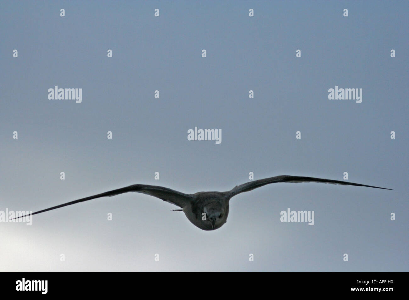 This arctic species is quite rare migrant bird along the european coast ...