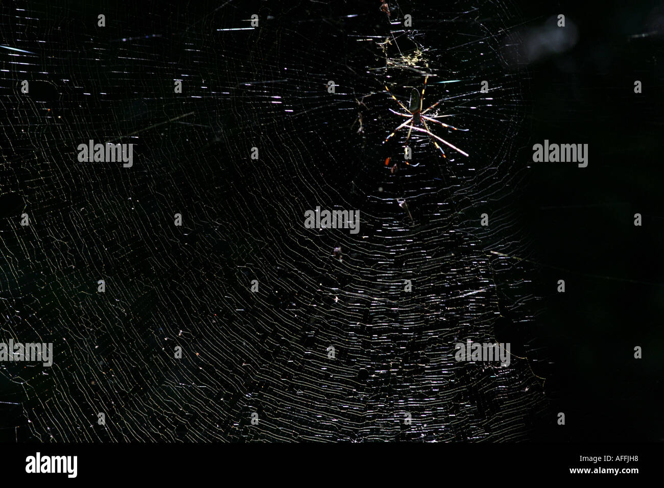 This Costa Rican spider species is said to have the strongest spiderweb ...