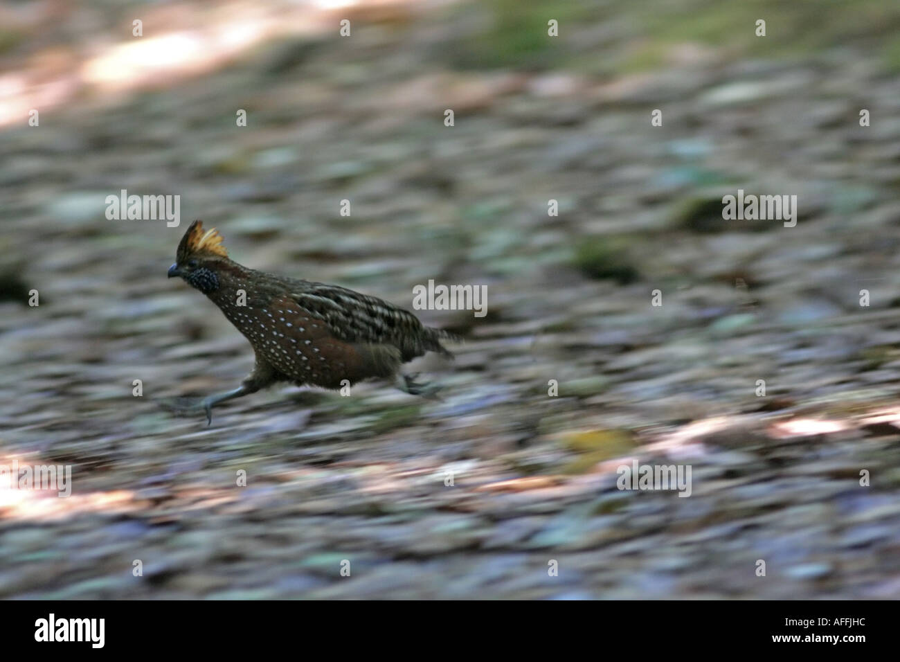 A fast running bird, living in central amrican rainforest Stock Photo ...