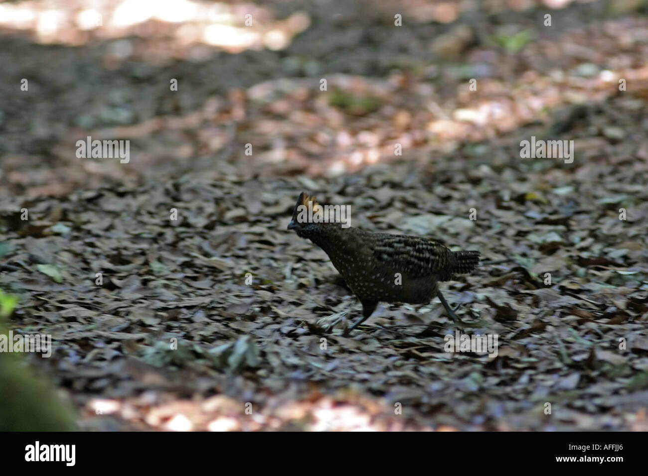 A fast running bird, living in central amrican rainforest Stock Photo ...