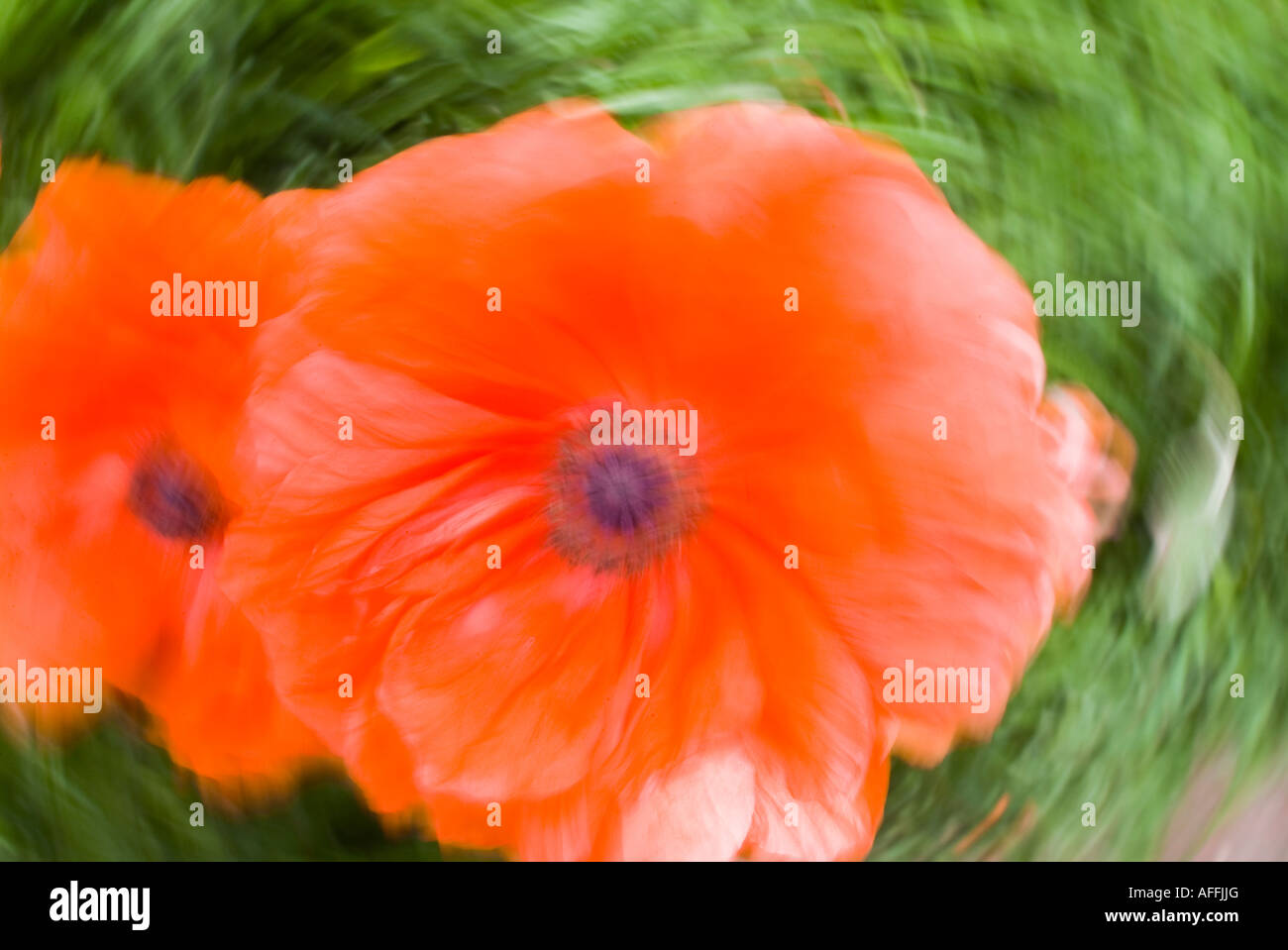 Springtime spring is here beautiful orange poppies orange wildflowers ...