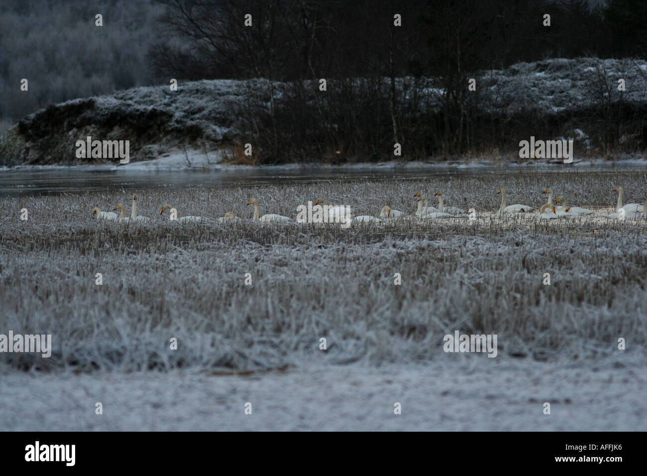 Cold fing hi-res stock photography and images - Alamy