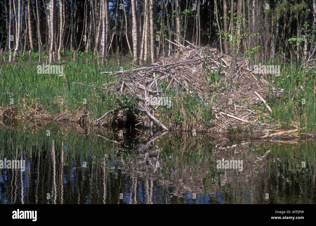 European beaver lodge Stock Photo - Alamy