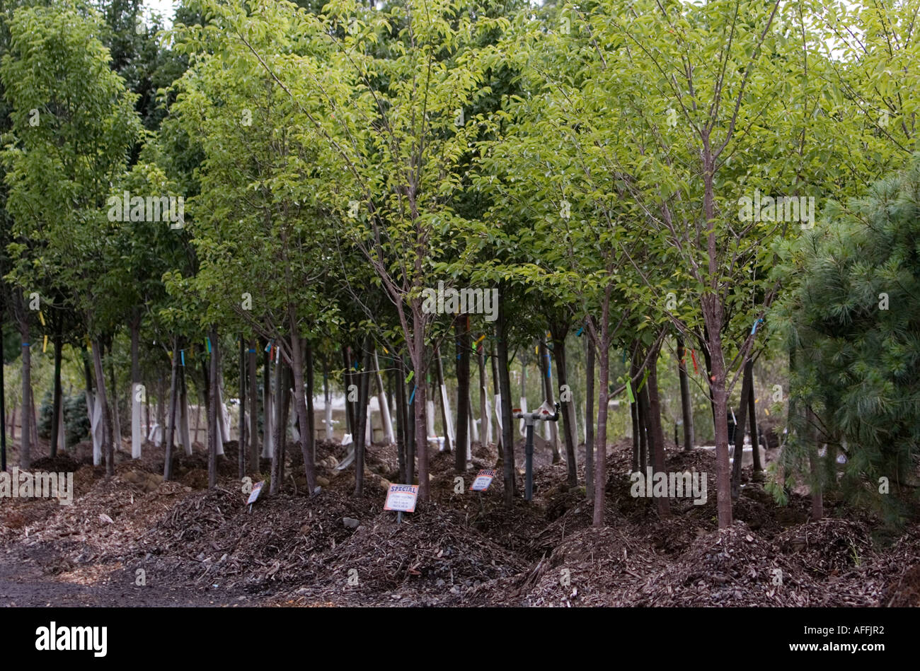 Trees growing in a nursery Stock Photo - Alamy
