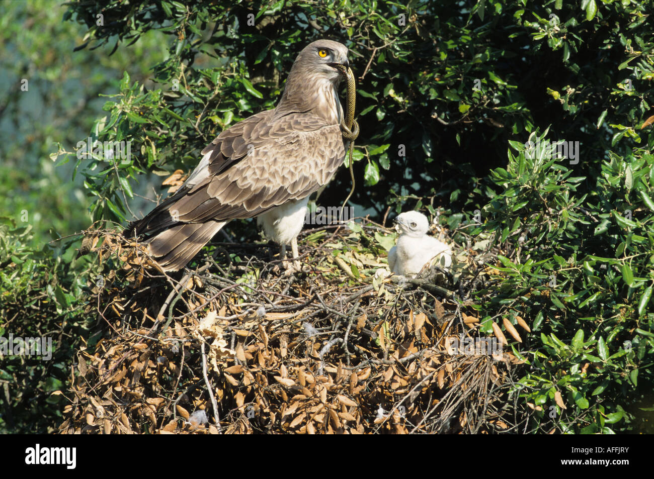 Male Short-toed Eagle (Circaetus gallicus), at nest with "knotted ...