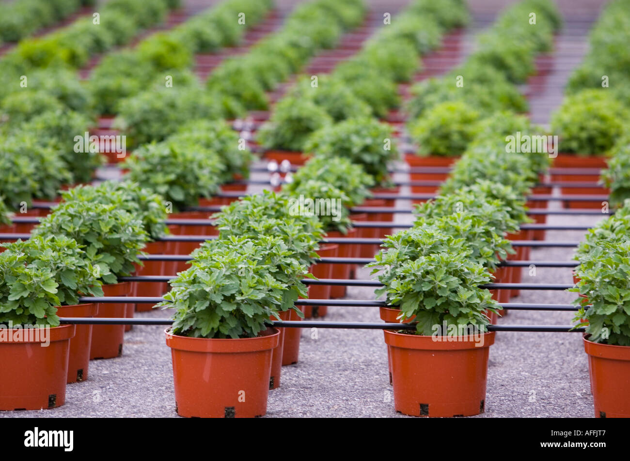 Plants growing at a nursery Stock Photo - Alamy
