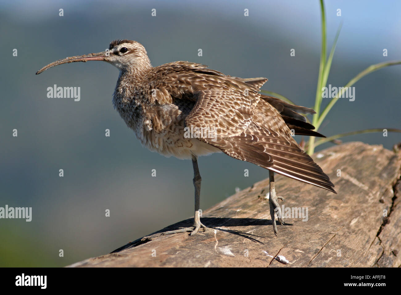 A whimbrel streching its wing, getting ready to fly. These bird has ...