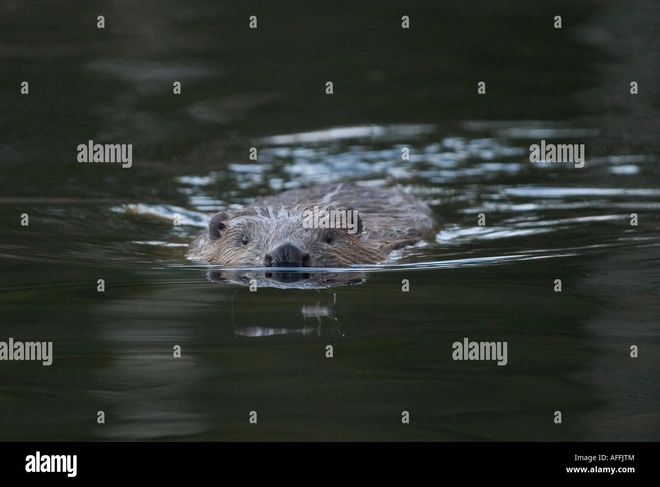European beaver Castor fiber Sweden Stock Photo - Alamy