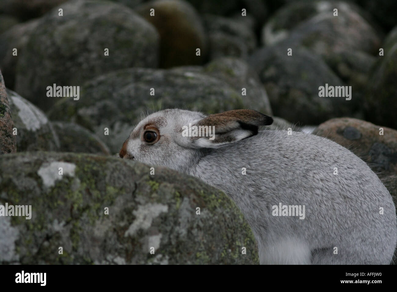 Always trying hi-res stock photography and images - Alamy