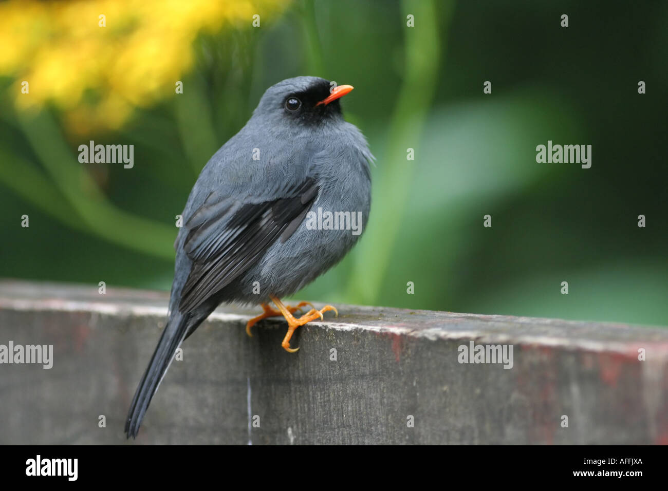 Black faced solitaire costa rica hi-res stock photography and images ...