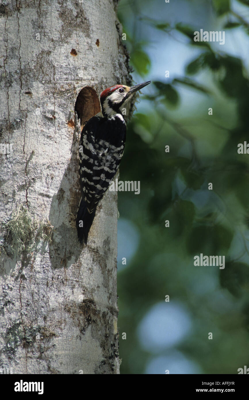 Male White-backed Woodpecker (Picoides leucotos lilfordi) at nest-hole ...