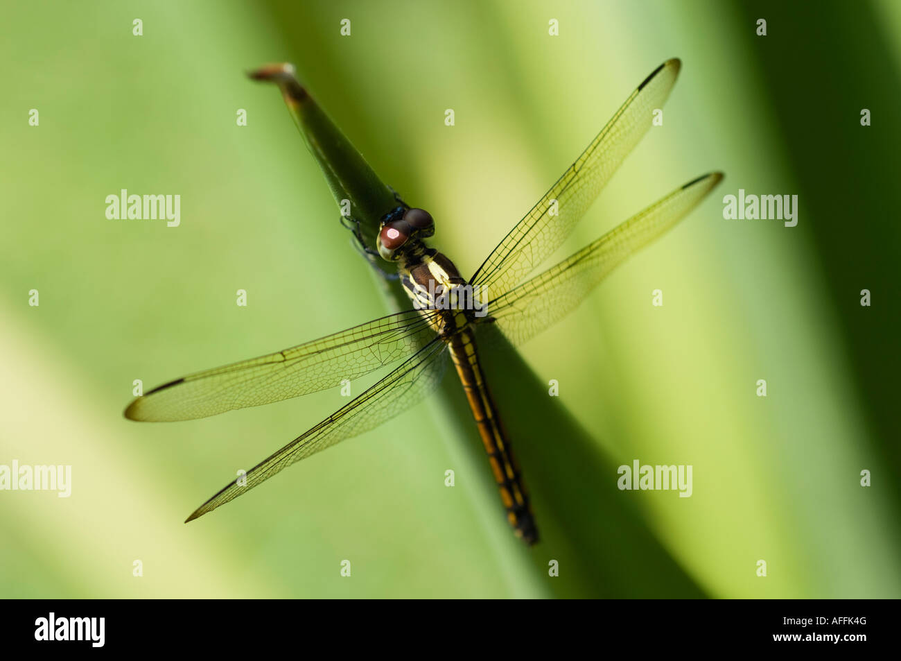 Dragonfly anatomy hi-res stock photography and images - Alamy