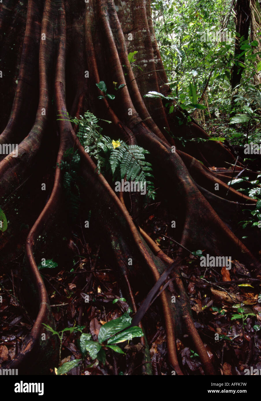 Rainforest roots - Rurrenabaque, Amazon Basin, Beni, BOLIVIA Stock ...