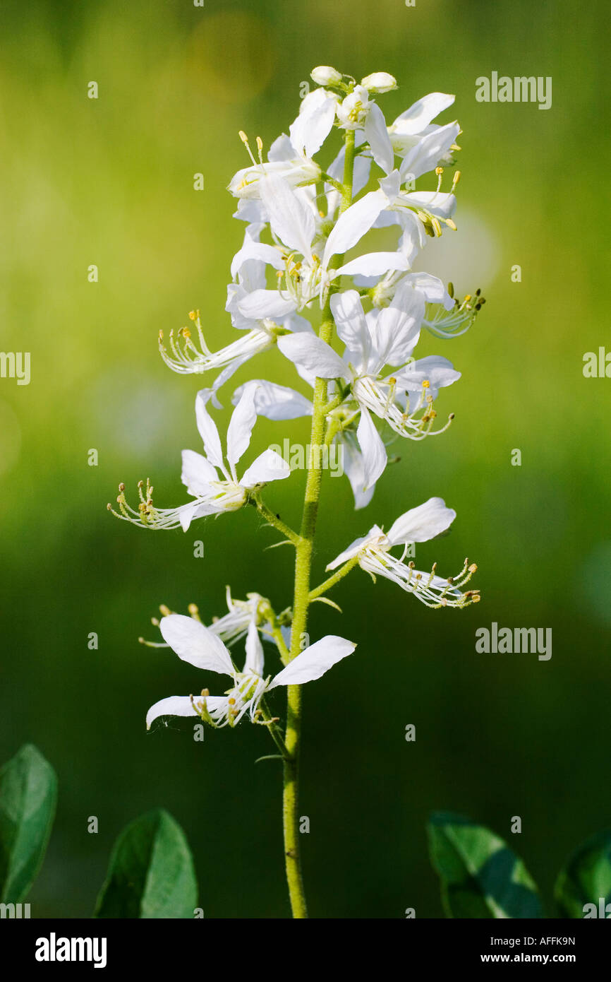 White Burning bush Dictamnus or Flowers of Burning bush (Dictamnus ...