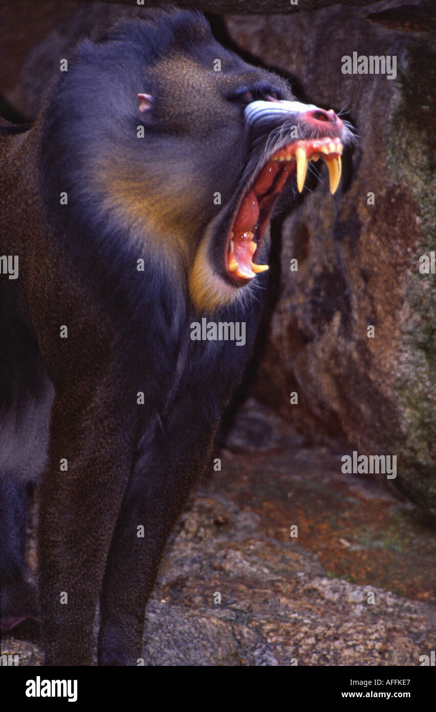 Mandrill teeth hi-res stock photography and images - Alamy