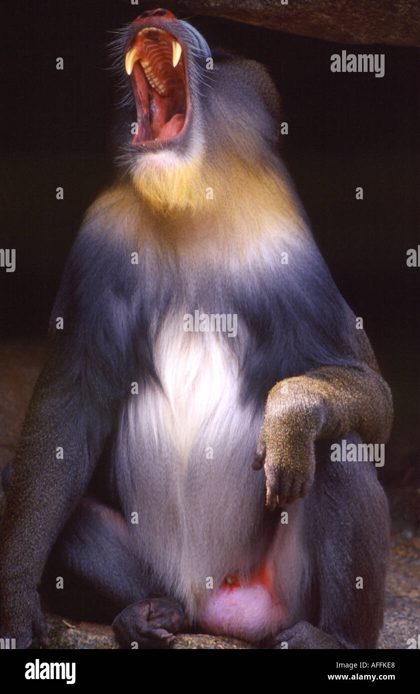 Mandrill teeth hi-res stock photography and images - Alamy