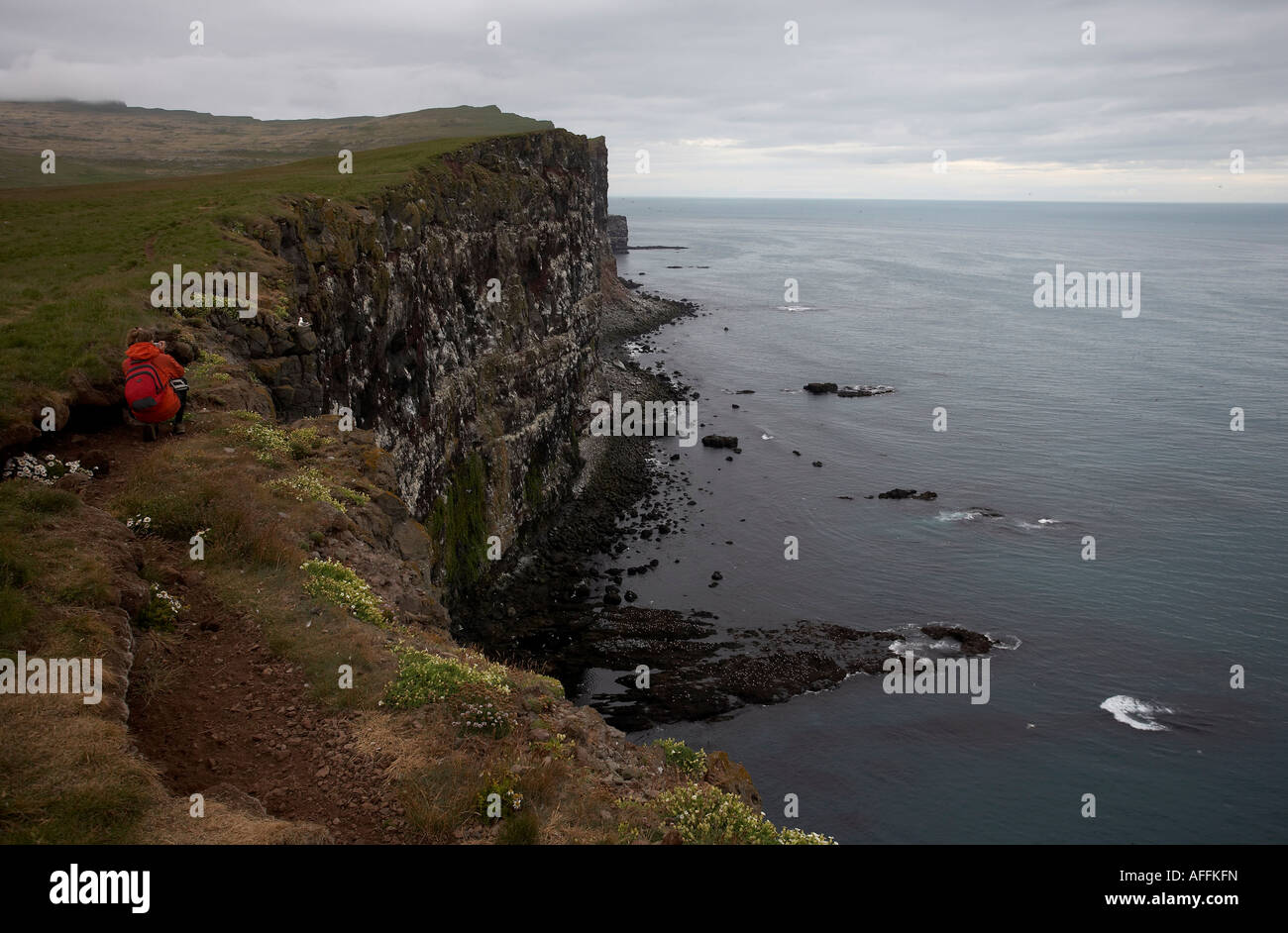 Birds at the cliffs in Latrabjarg west part of Iceland Stock Photo - Alamy