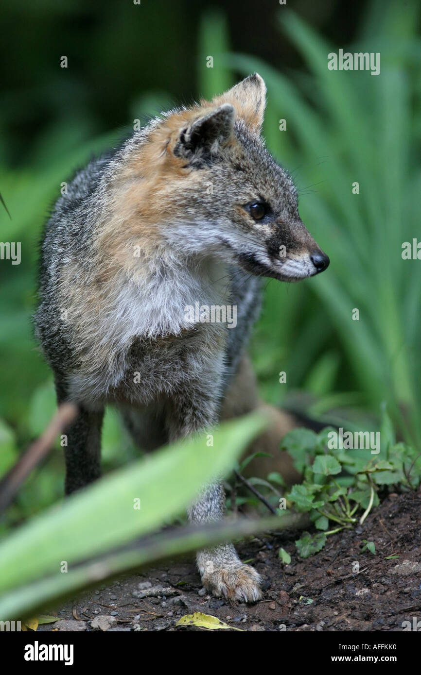 A handsome fox, the only fox in Central America Stock Photo - Alamy