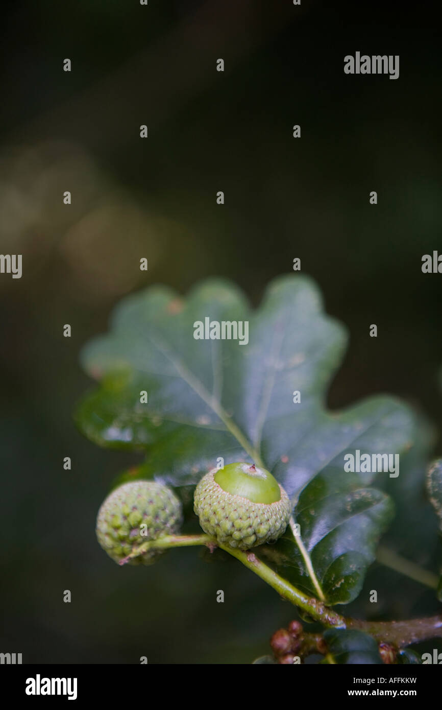 two acorn close up on tree branch, english countryside Stock Photo - Alamy