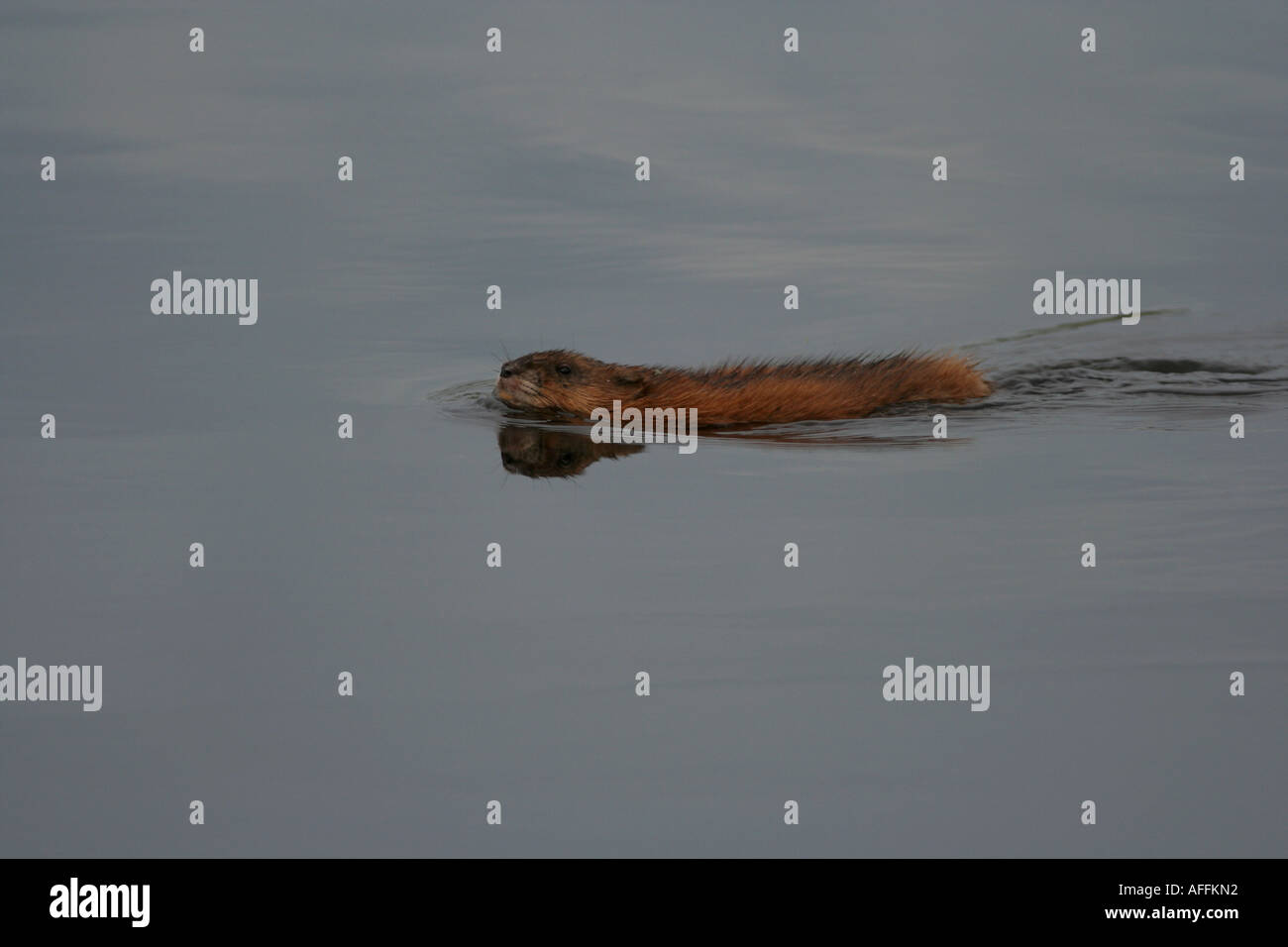 Coming from east Russia, this rodent is getting more and more common in ...