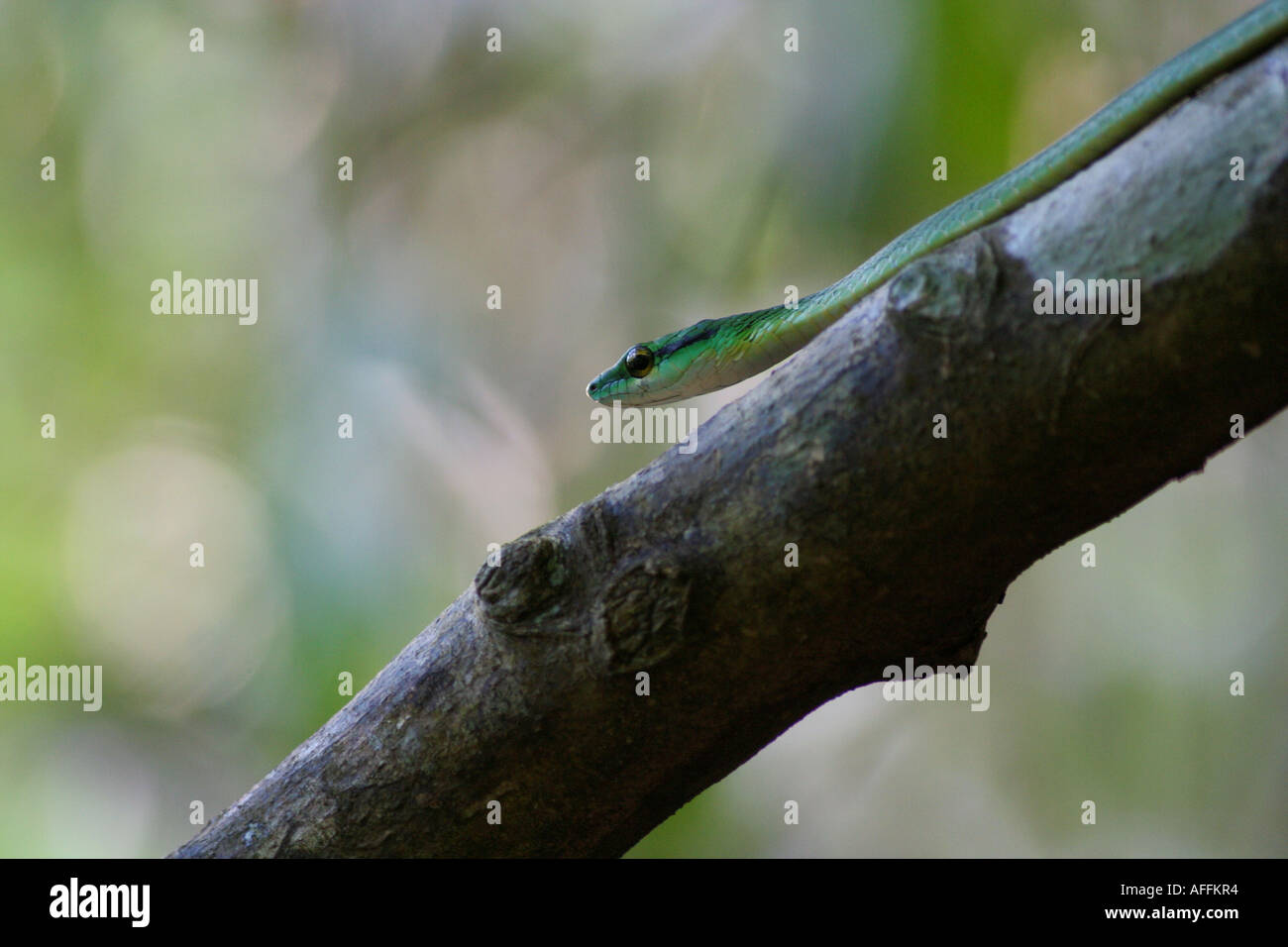 tree living snake Stock Photo - Alamy