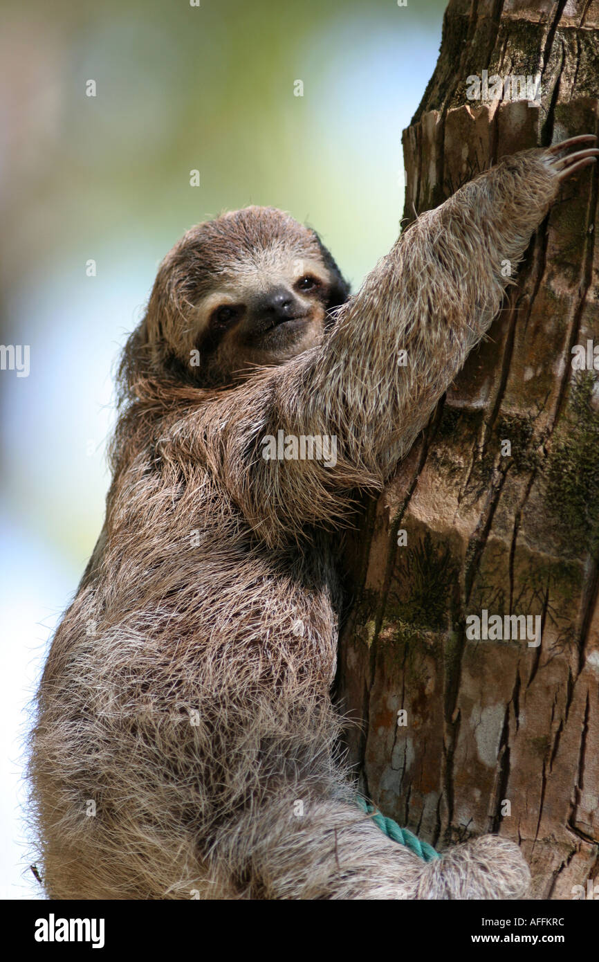 baby sloth climbing Stock Photo - Alamy
