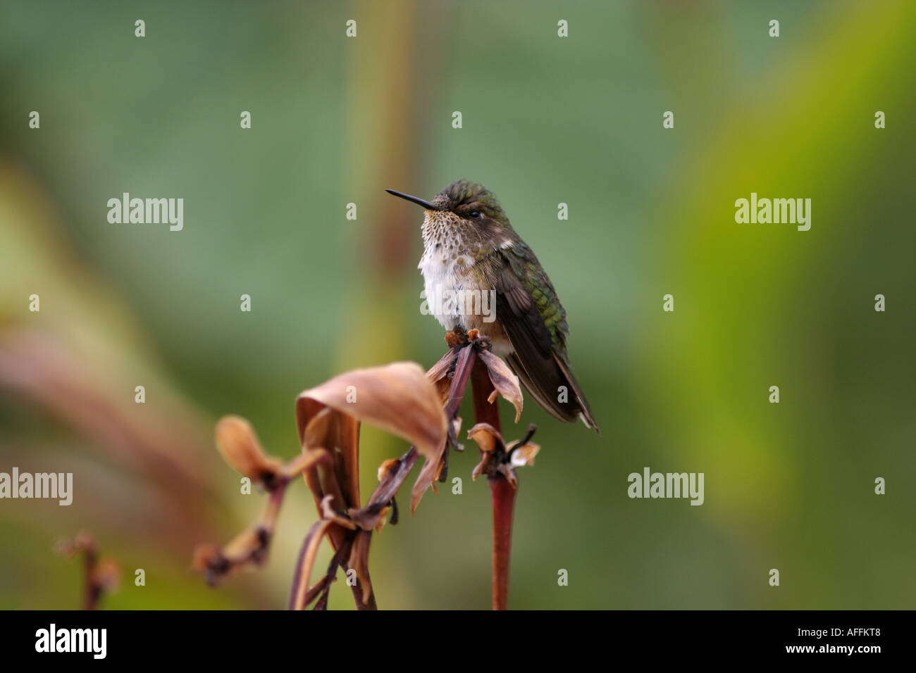 Costa kolibri hi-res stock photography and images - Alamy