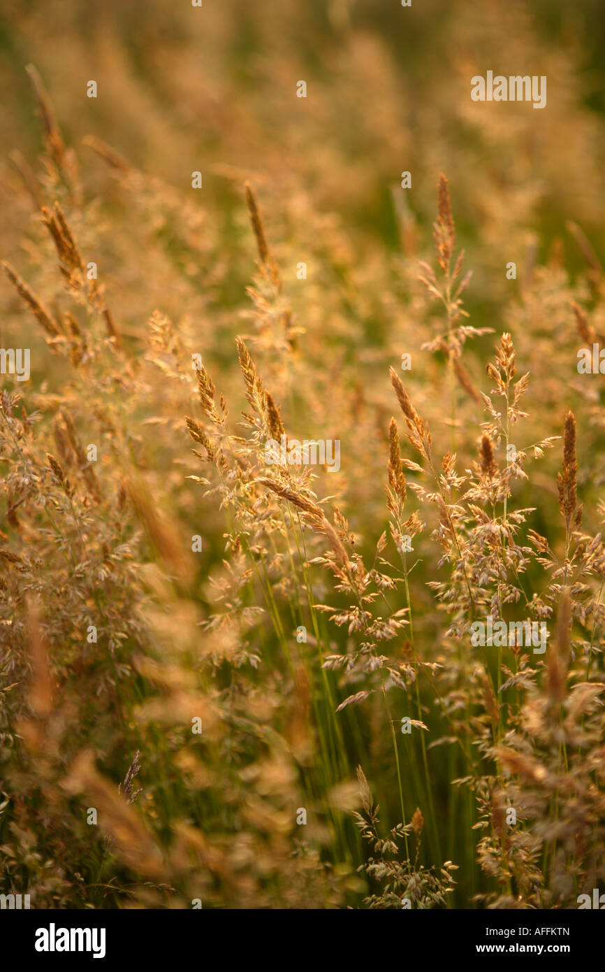 Grasses in Field, Late Afternoon in Summer, Norfolk, UK Stock Photo - Alamy